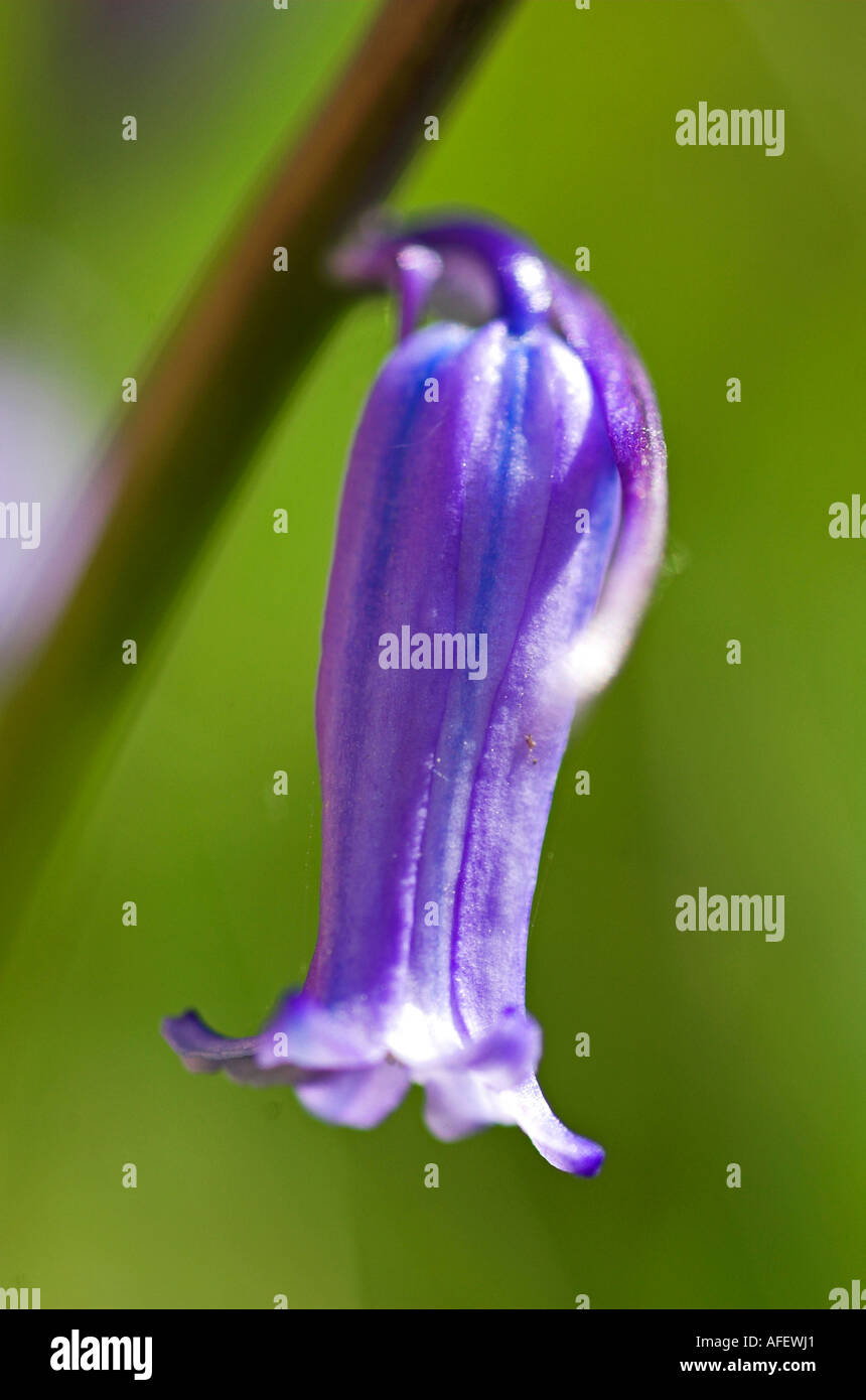 Mauve auld mans bell hi-res stock photography and images - Alamy