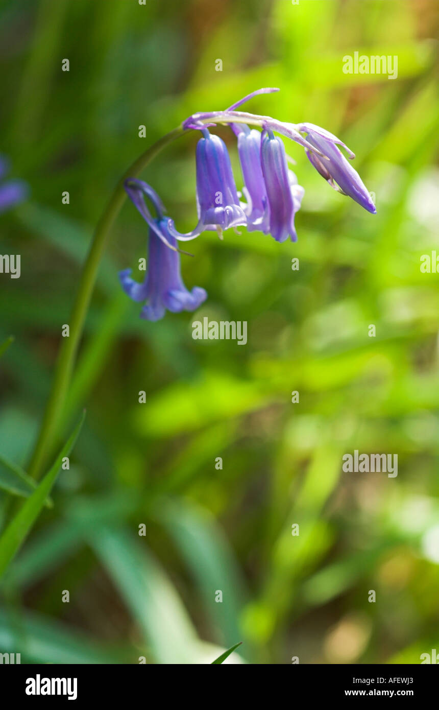 Mauve auld mans bell hi-res stock photography and images - Alamy