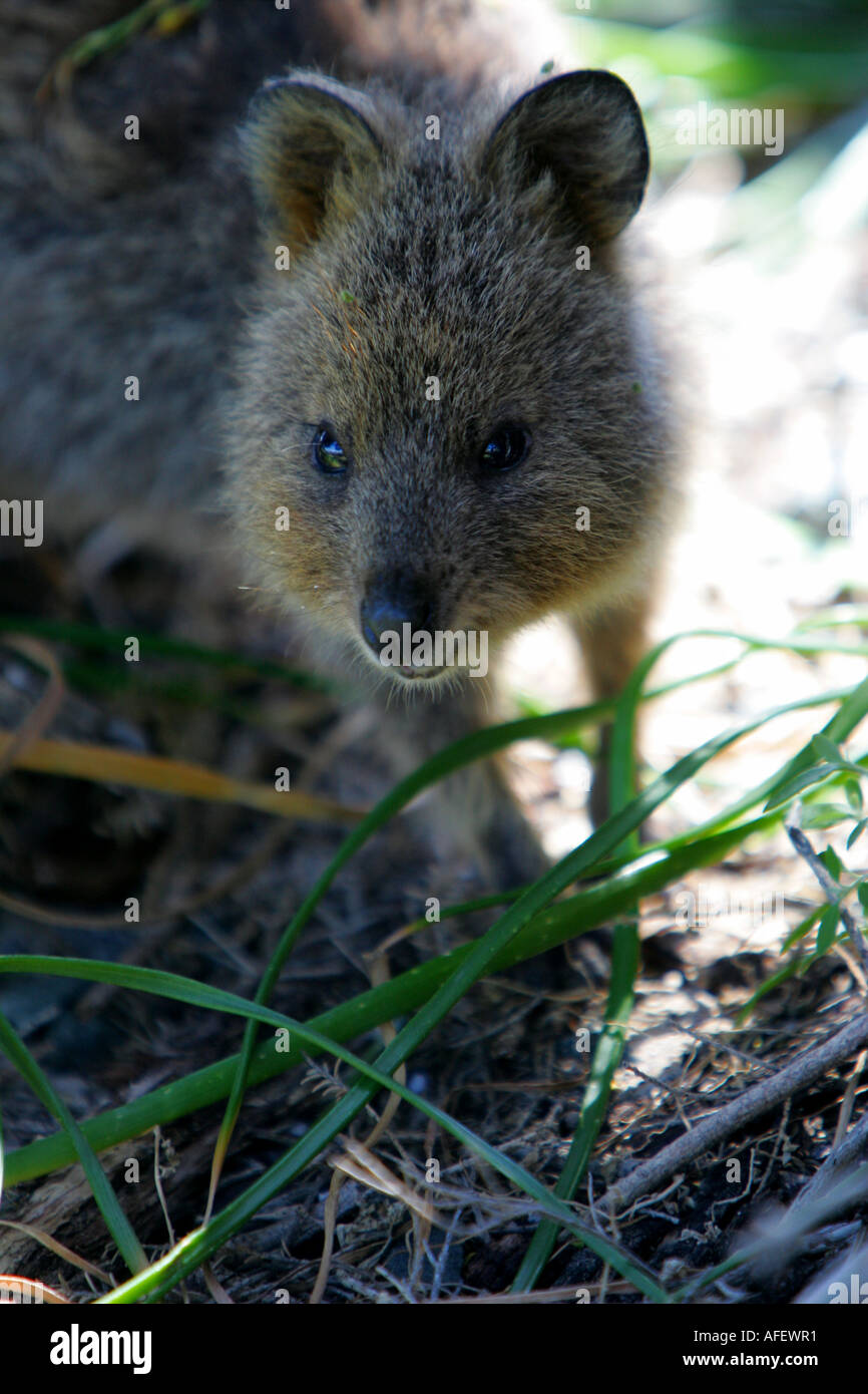 An Australian Quokka Stock Photo - Alamy