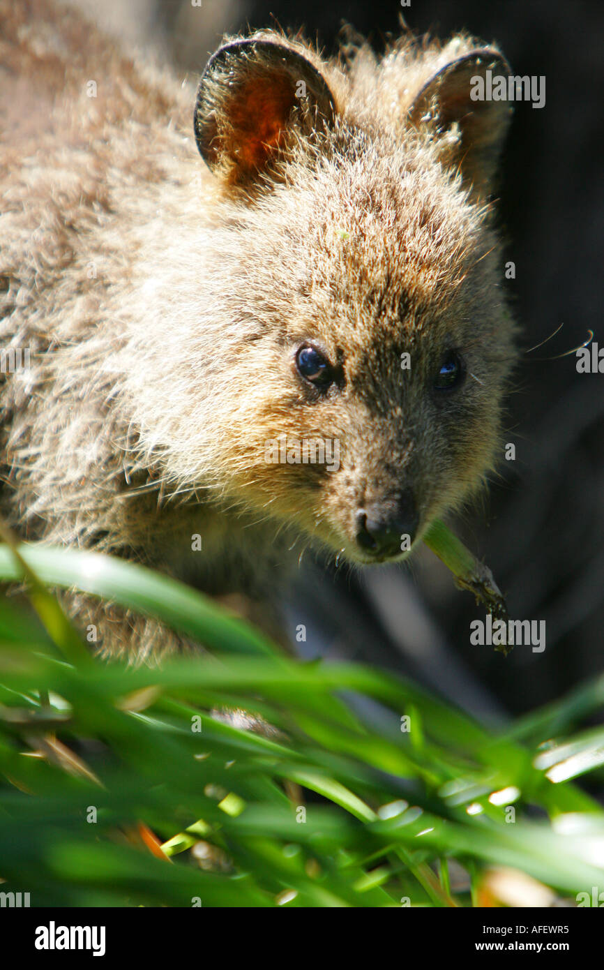 An Australian Quokka Stock Photo - Alamy