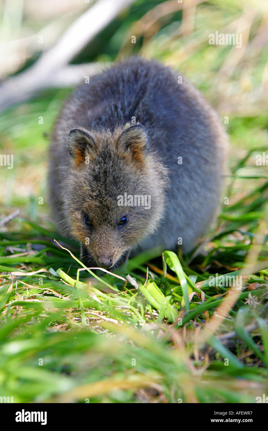 An Australian Quokka Stock Photo - Alamy