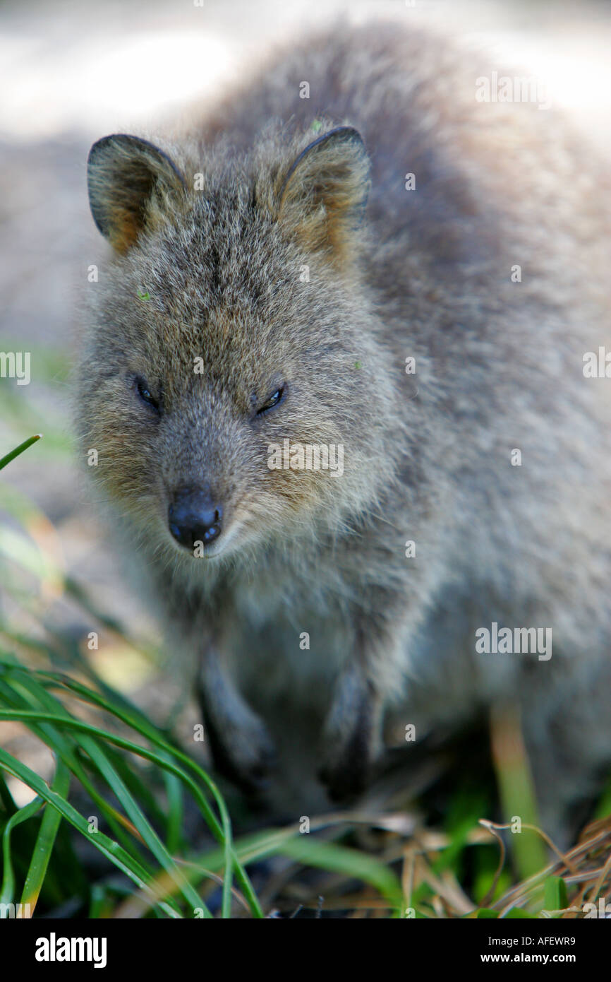 An Australian Quokka Stock Photo - Alamy