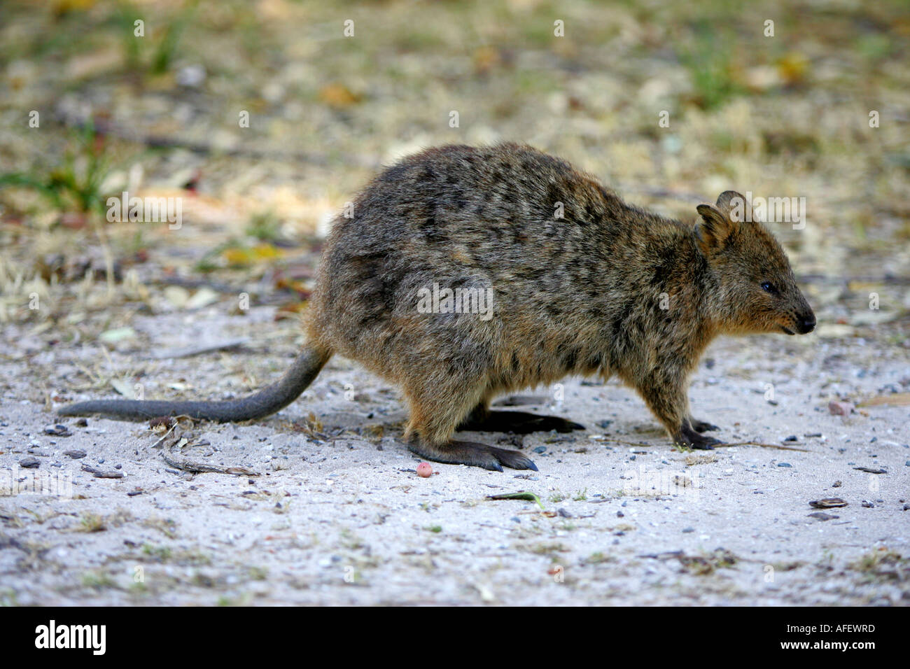 An Australian Quokka Stock Photo - Alamy