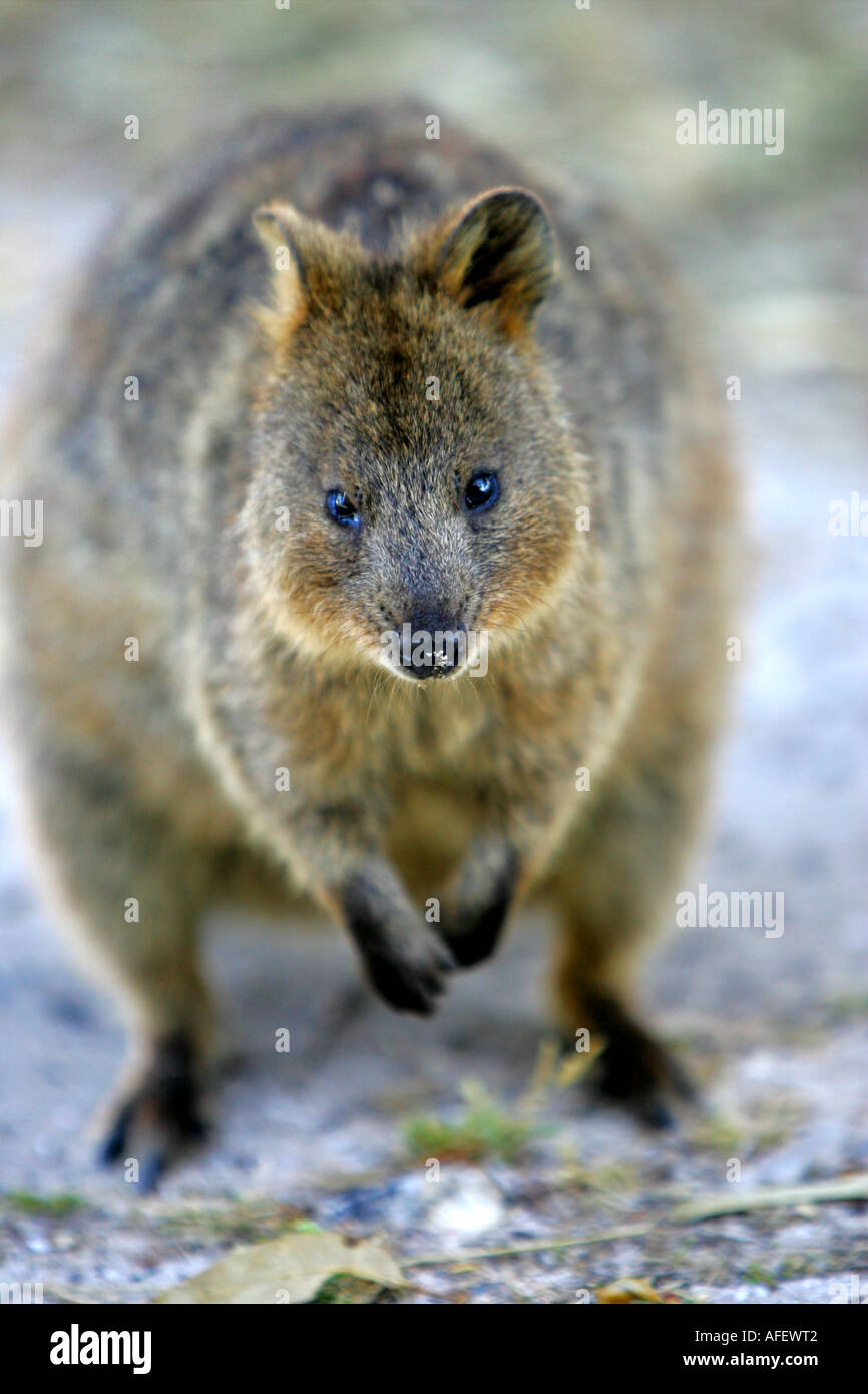 An Australian Quokka Stock Photo - Alamy