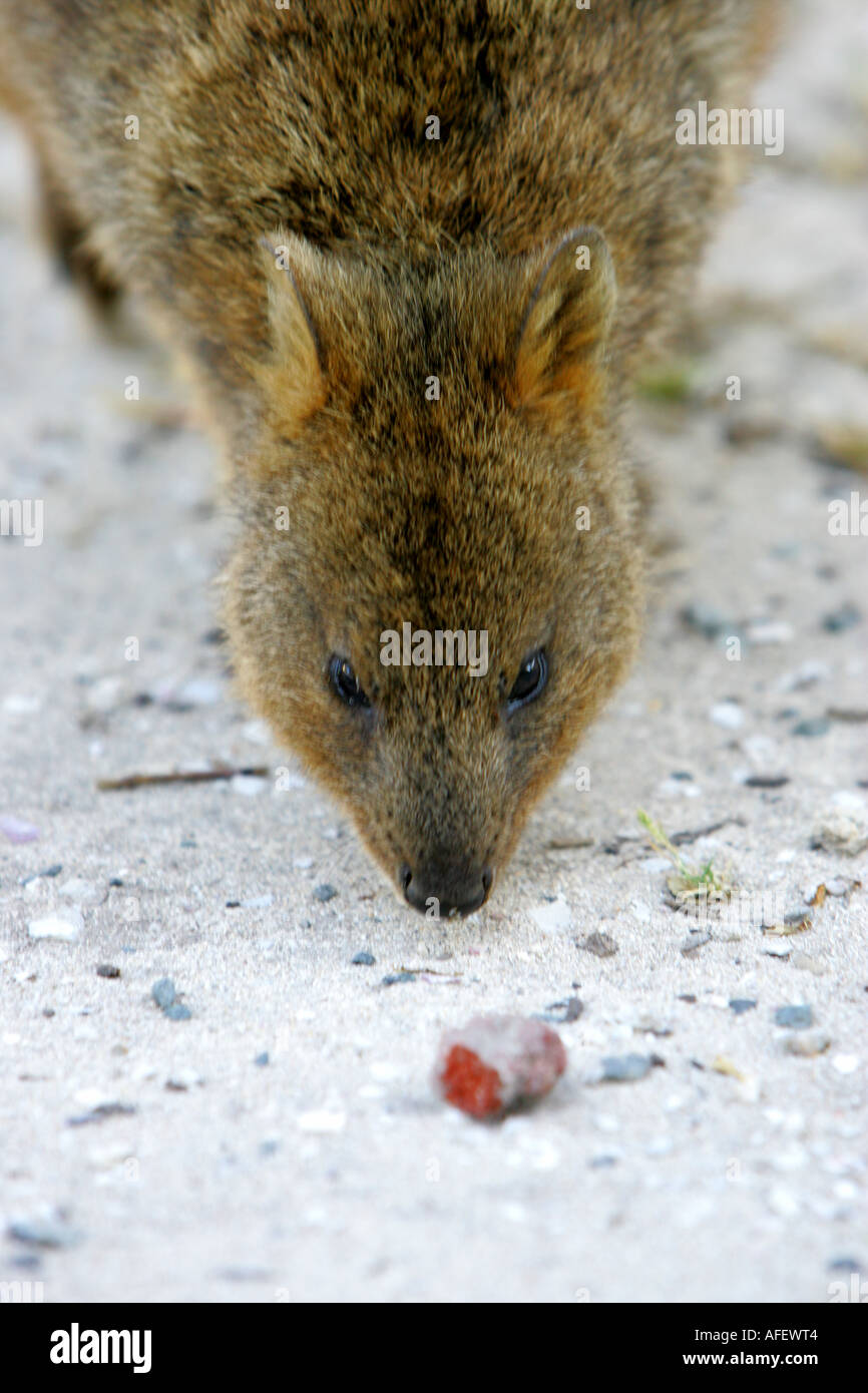 An Australian Quokka Stock Photo - Alamy