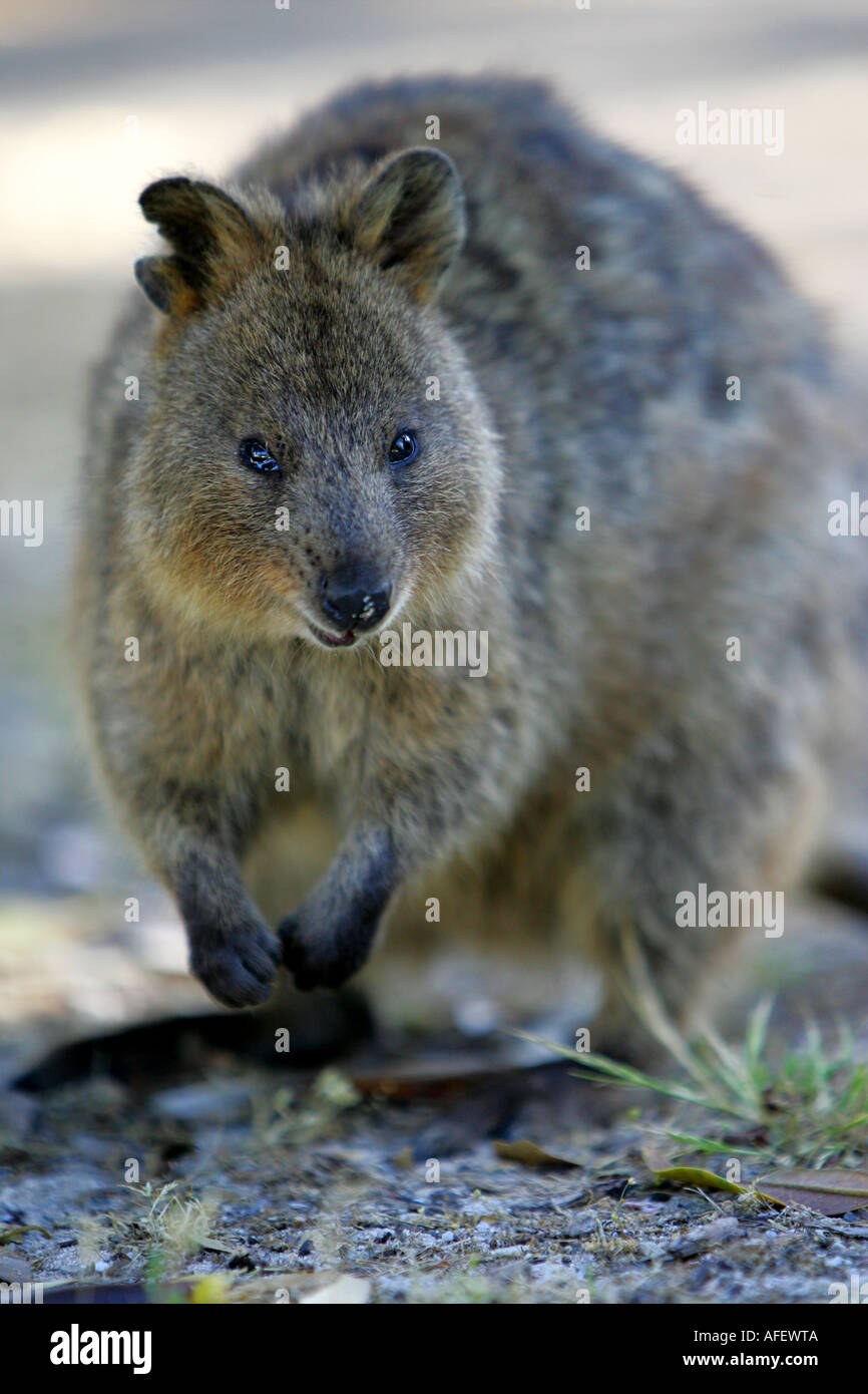 An Australian Quokka Stock Photo - Alamy