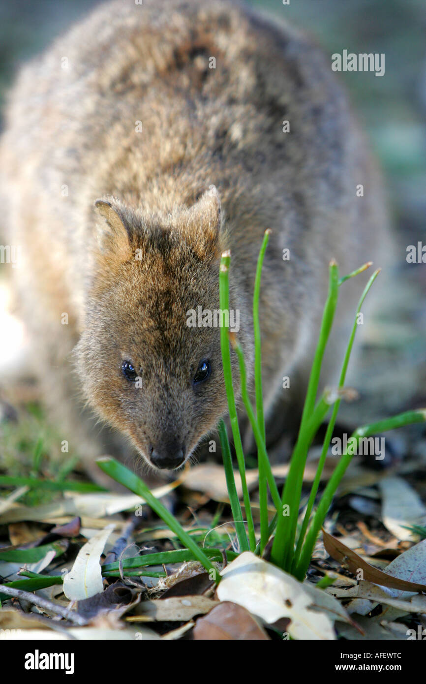 An Australian Quokka Stock Photo - Alamy