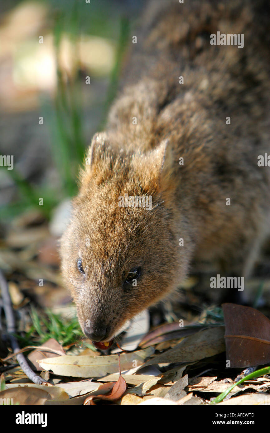 An Australian Quokka Stock Photo - Alamy