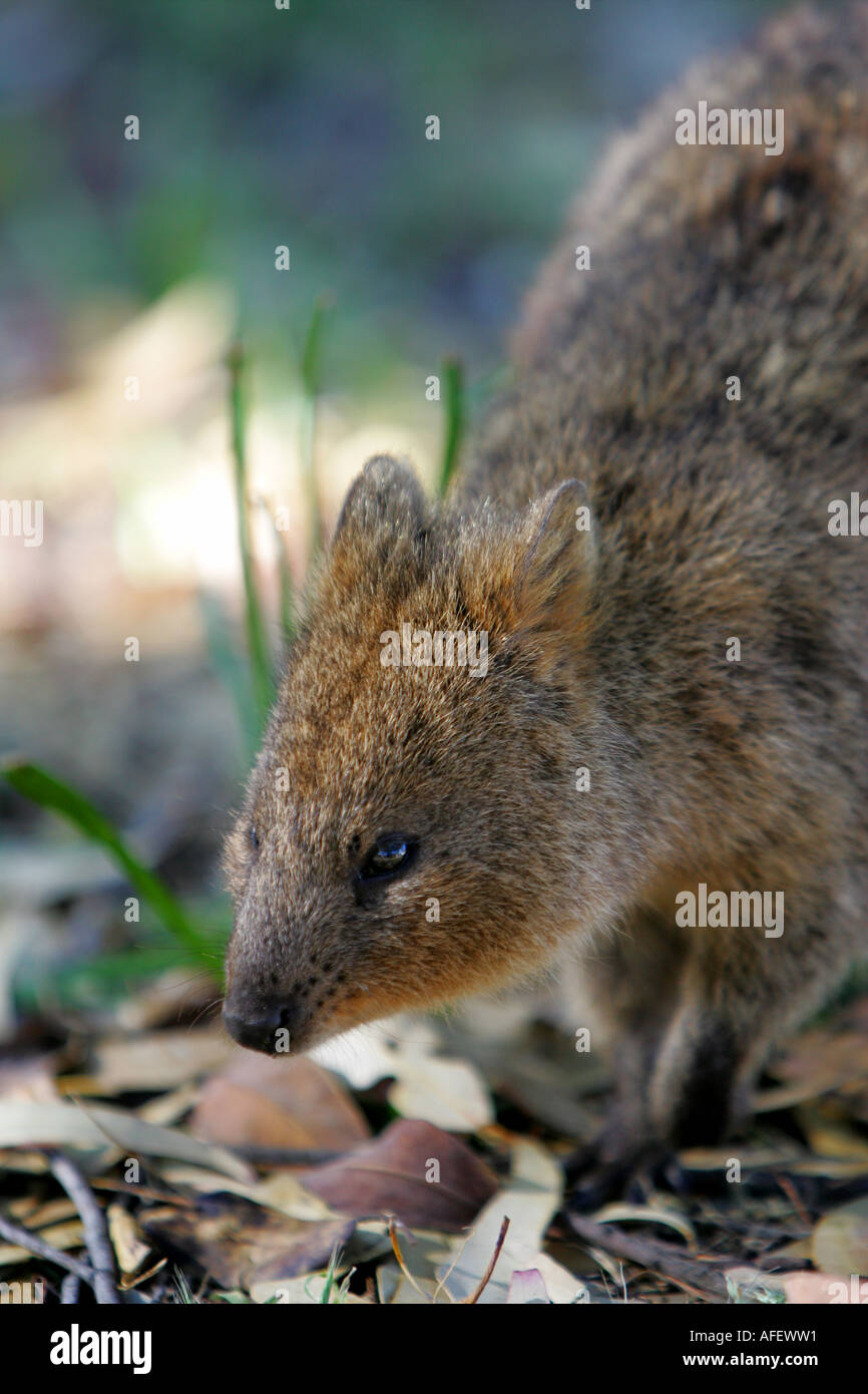 An Australian Quokka Stock Photo - Alamy