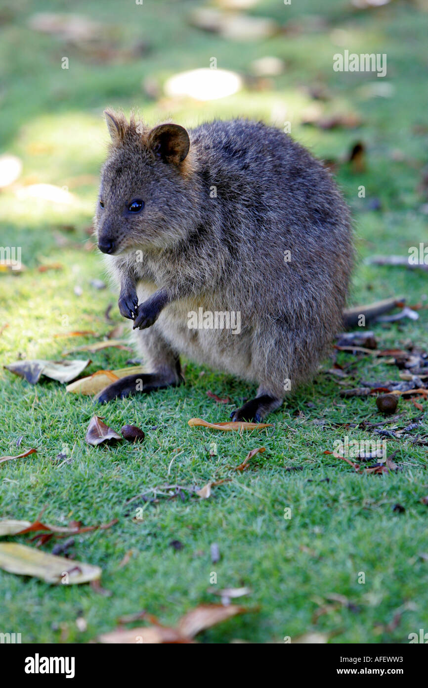 An Australian Quokka Stock Photo - Alamy