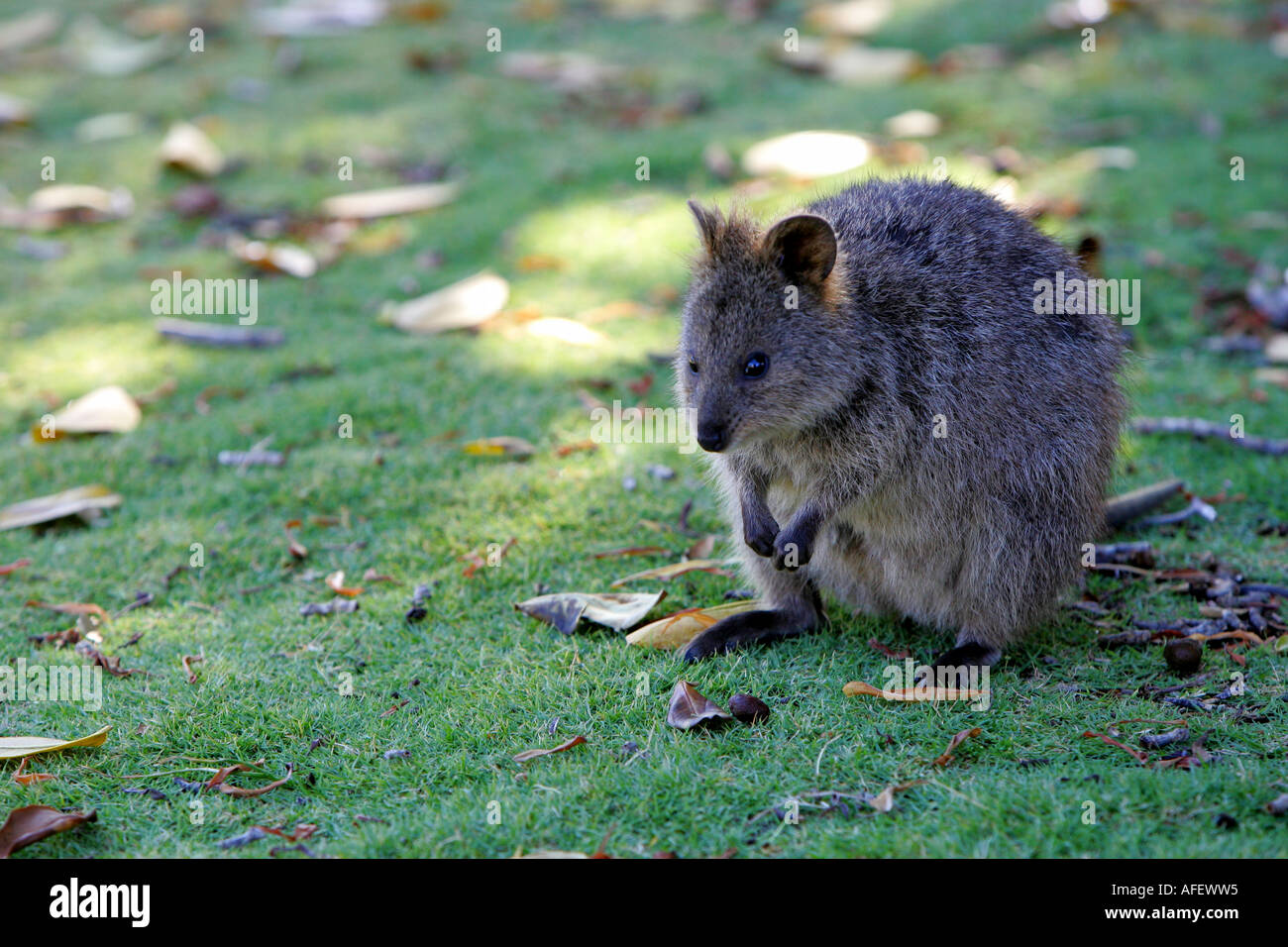 An Australian Quokka Stock Photo - Alamy