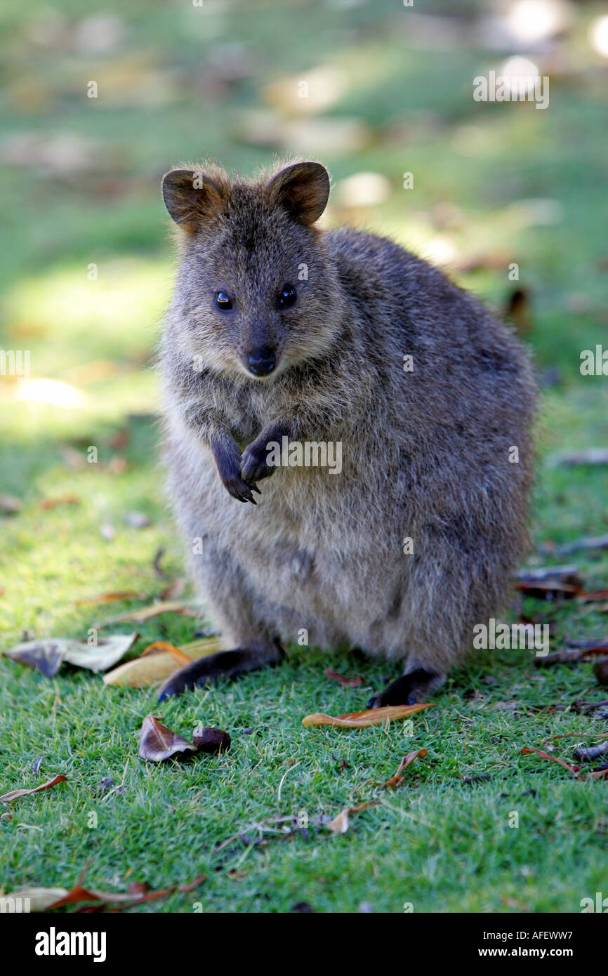 An Australian Quokka Stock Photo - Alamy