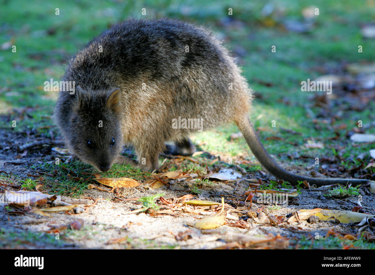 An Australian Quokka Stock Photo - Alamy