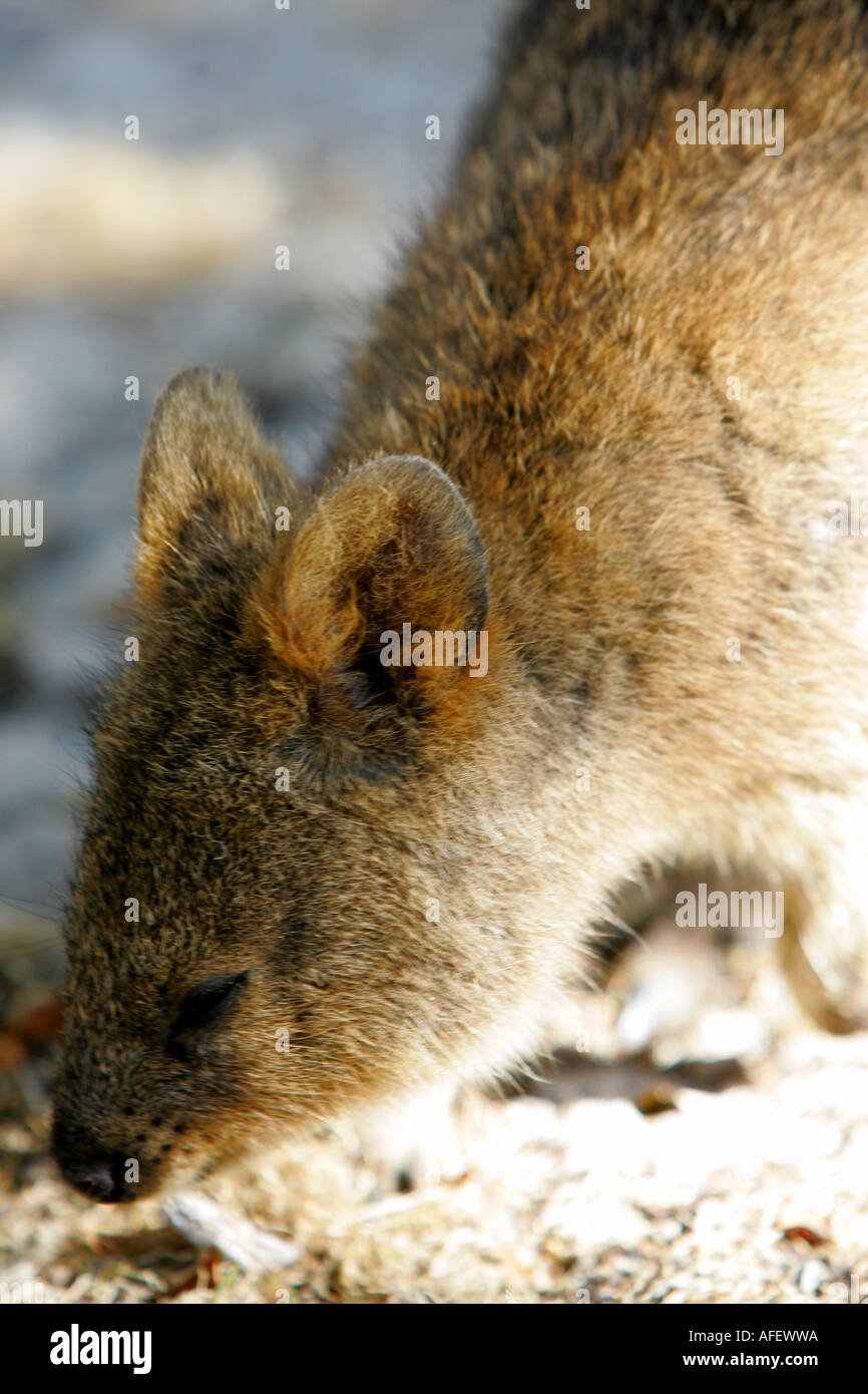 An Australian Quokka Stock Photo - Alamy
