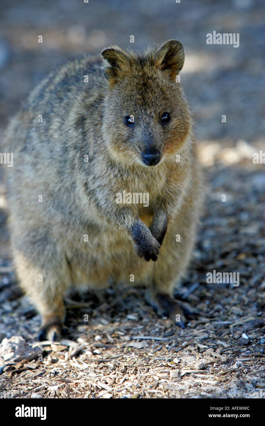 An Australian Quokka Stock Photo - Alamy