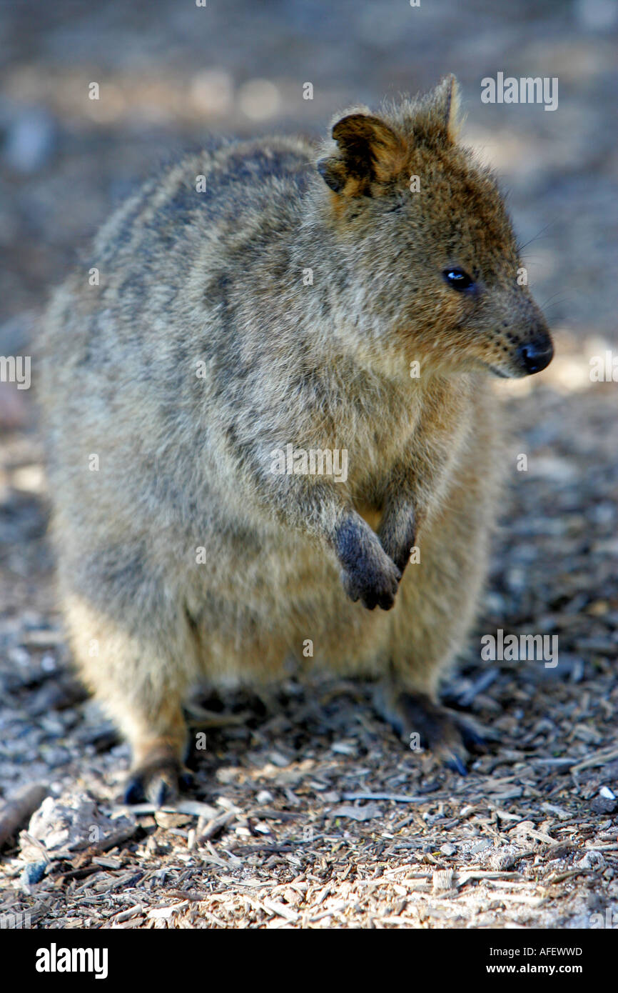 An Australian Quokka Stock Photo - Alamy