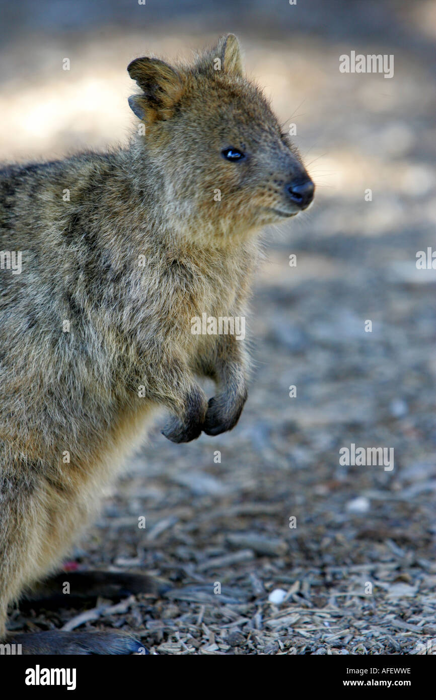 An Australian Quokka Stock Photo - Alamy