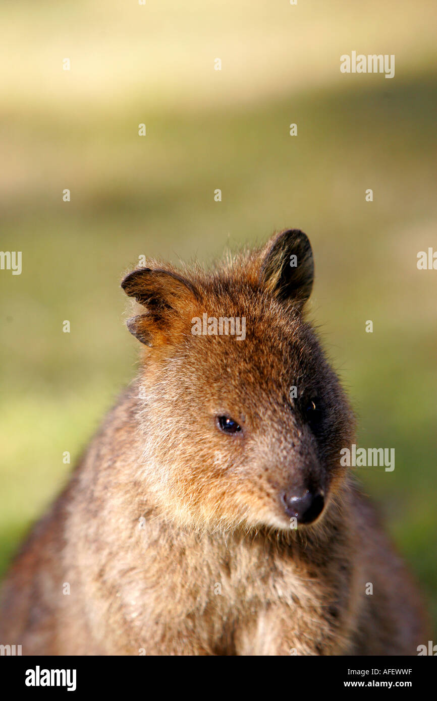 An Australian Quokka Stock Photo - Alamy