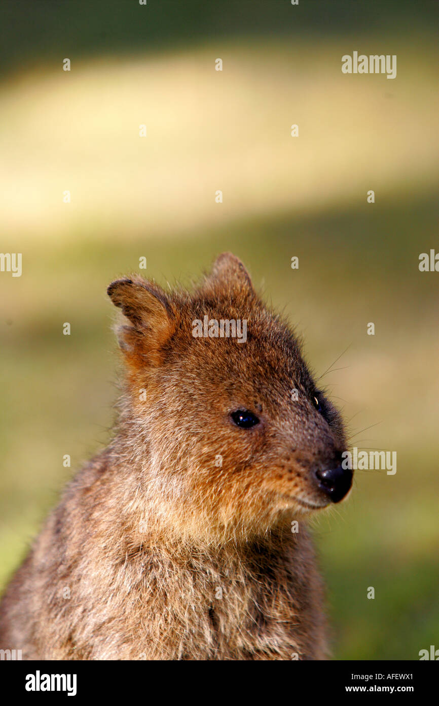 An Australian Quokka Stock Photo - Alamy