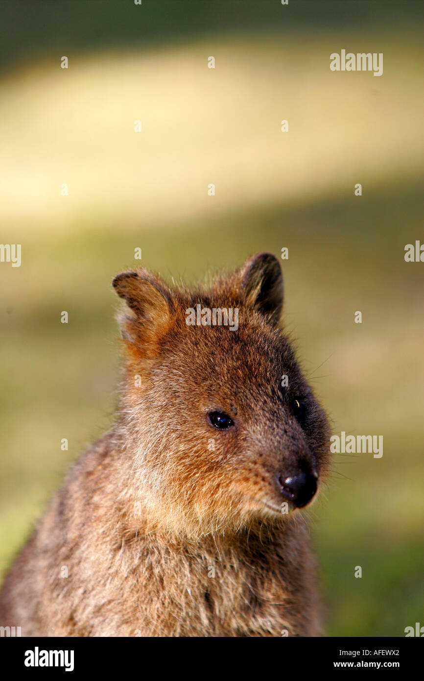 An Australian Quokka Stock Photo - Alamy
