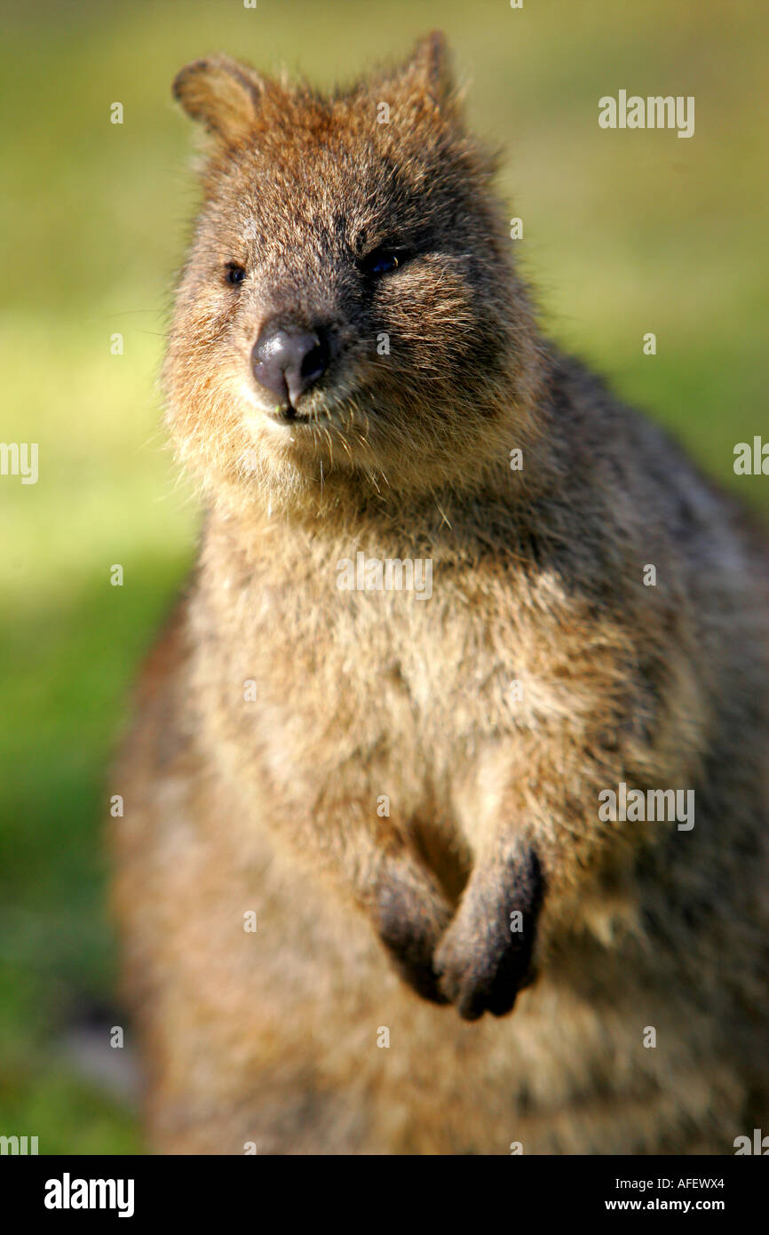 An Australian Quokka Stock Photo - Alamy