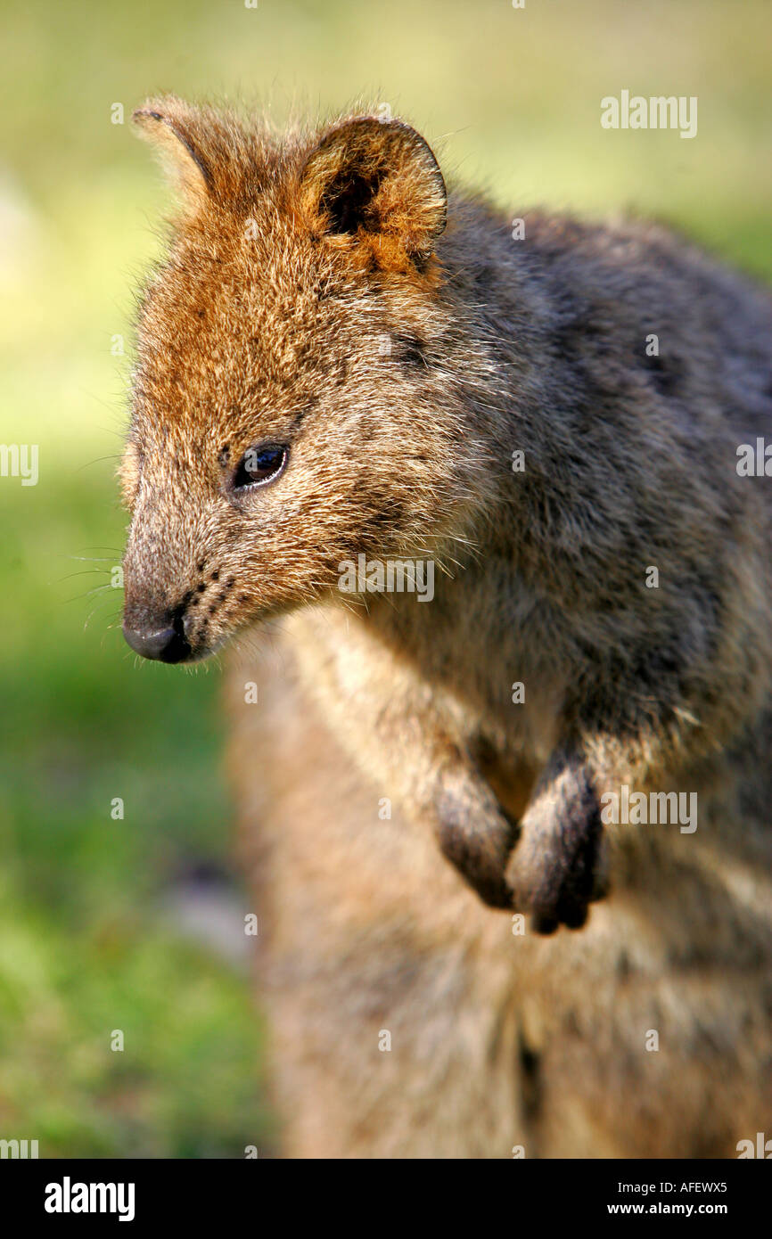 An Australian Quokka Stock Photo - Alamy