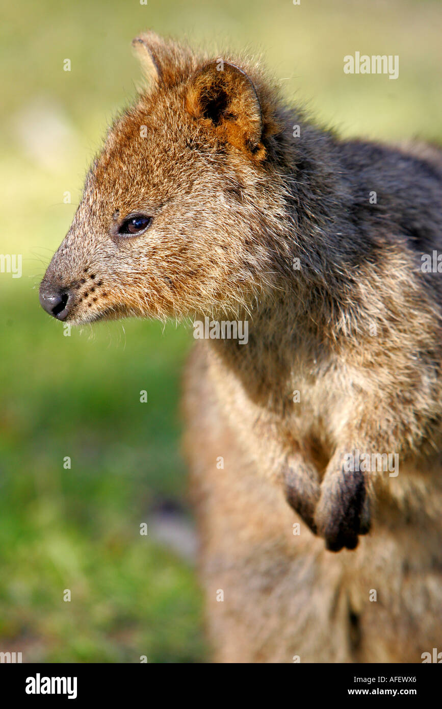 An Australian Quokka Stock Photo - Alamy