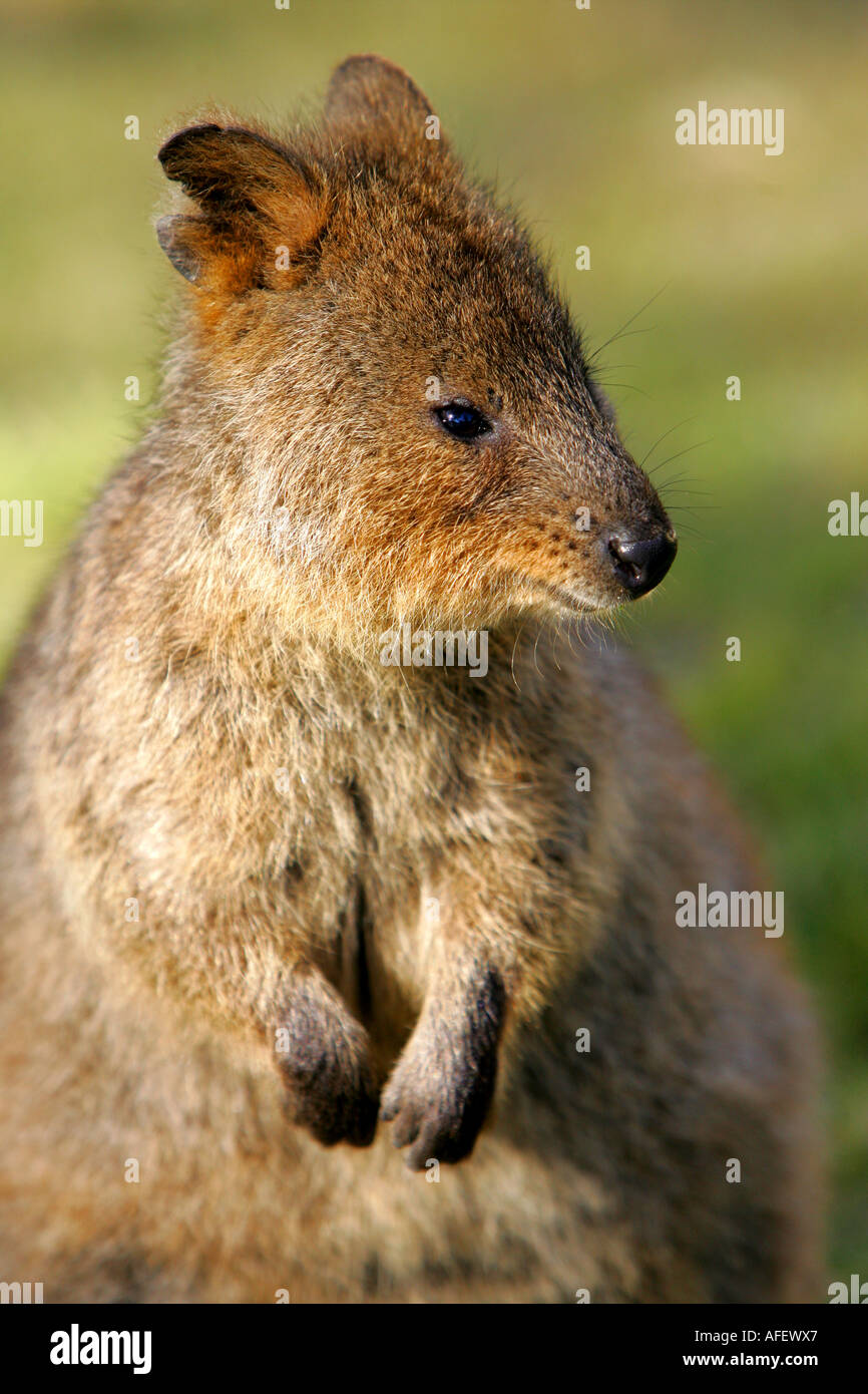 An Australian Quokka Stock Photo - Alamy