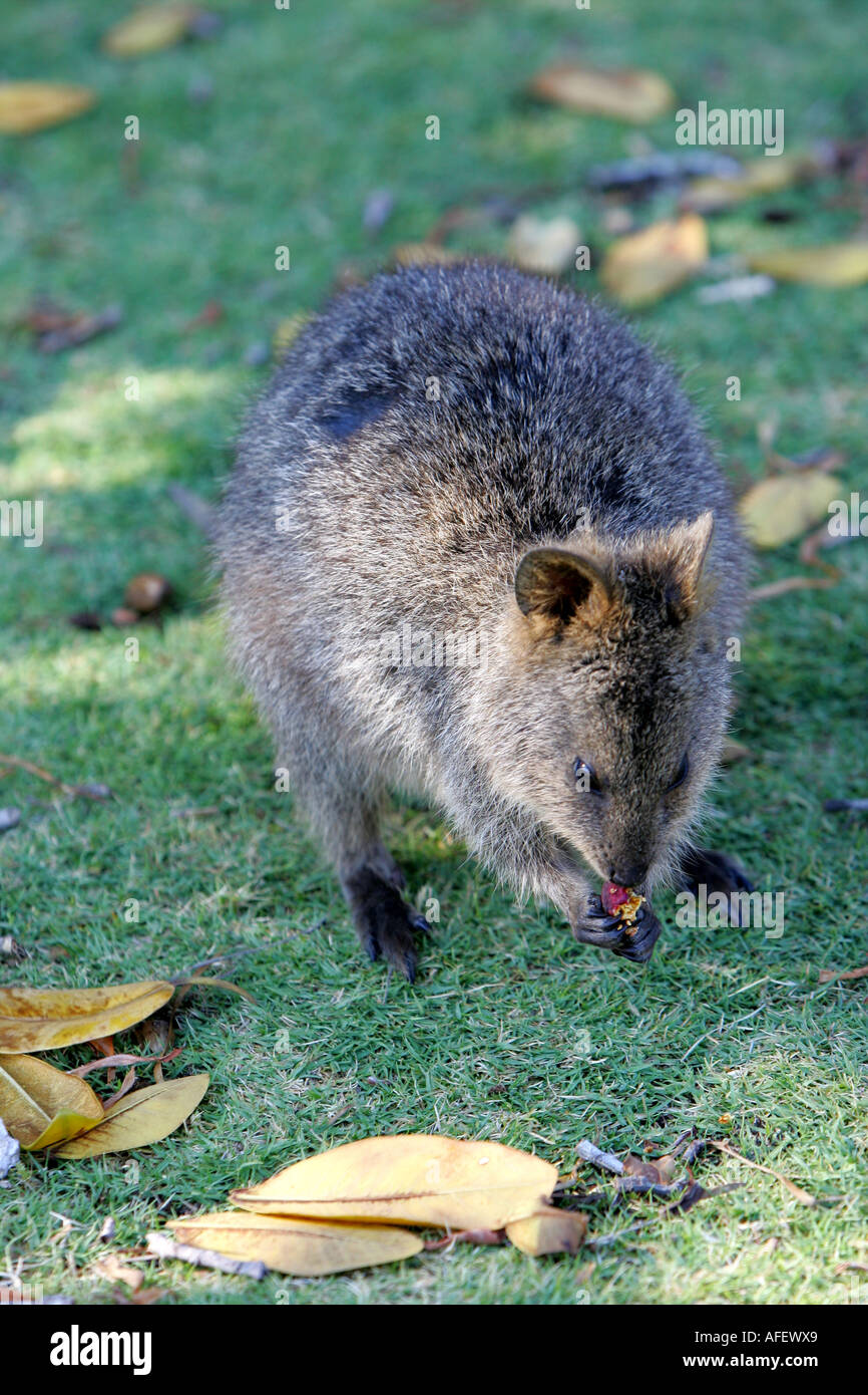 An Australian Quokka Stock Photo - Alamy