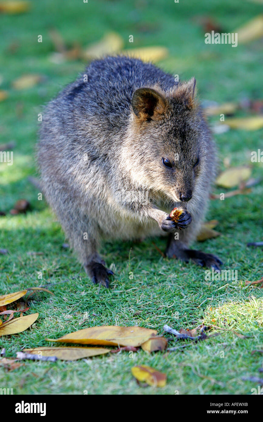 An Australian Quokka Stock Photo - Alamy