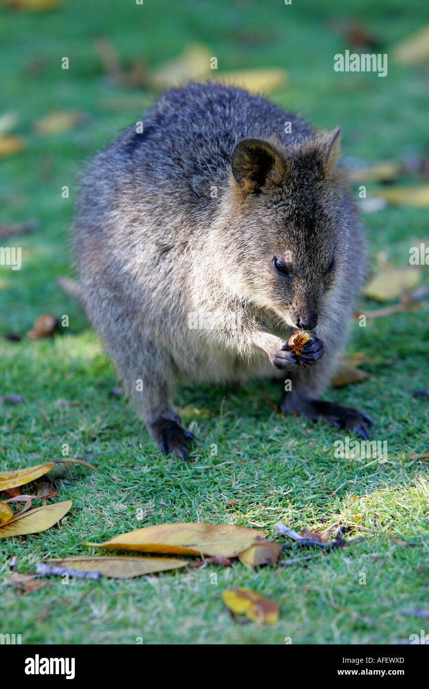 An Australian Quokka Stock Photo - Alamy