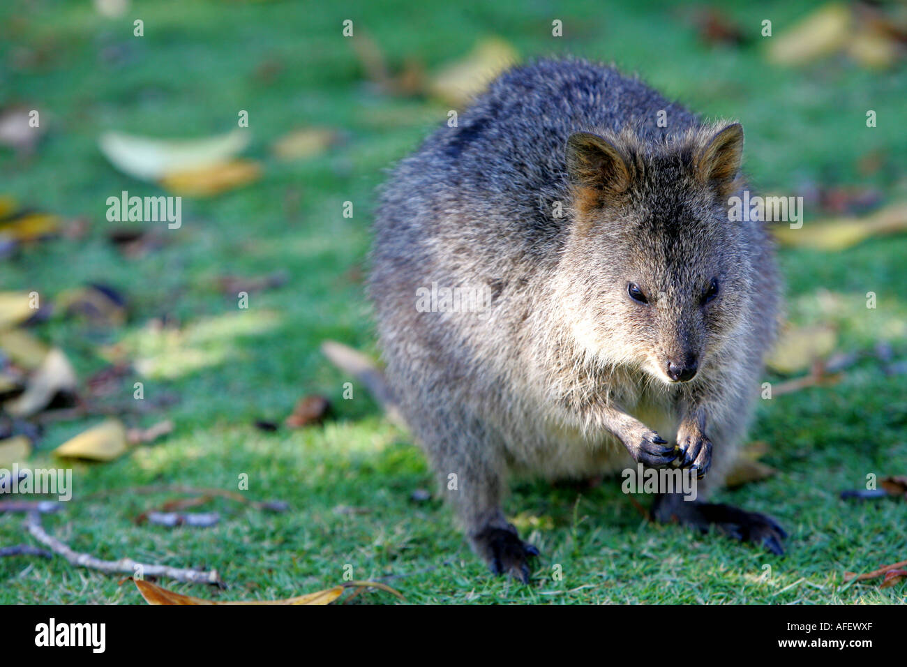 An Australian Quokka Stock Photo - Alamy
