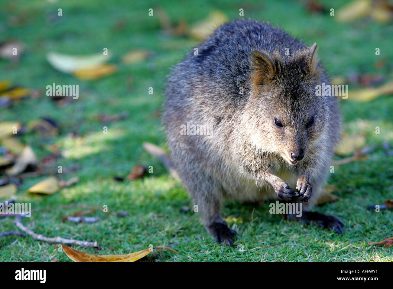 An Australian Quokka Stock Photo - Alamy