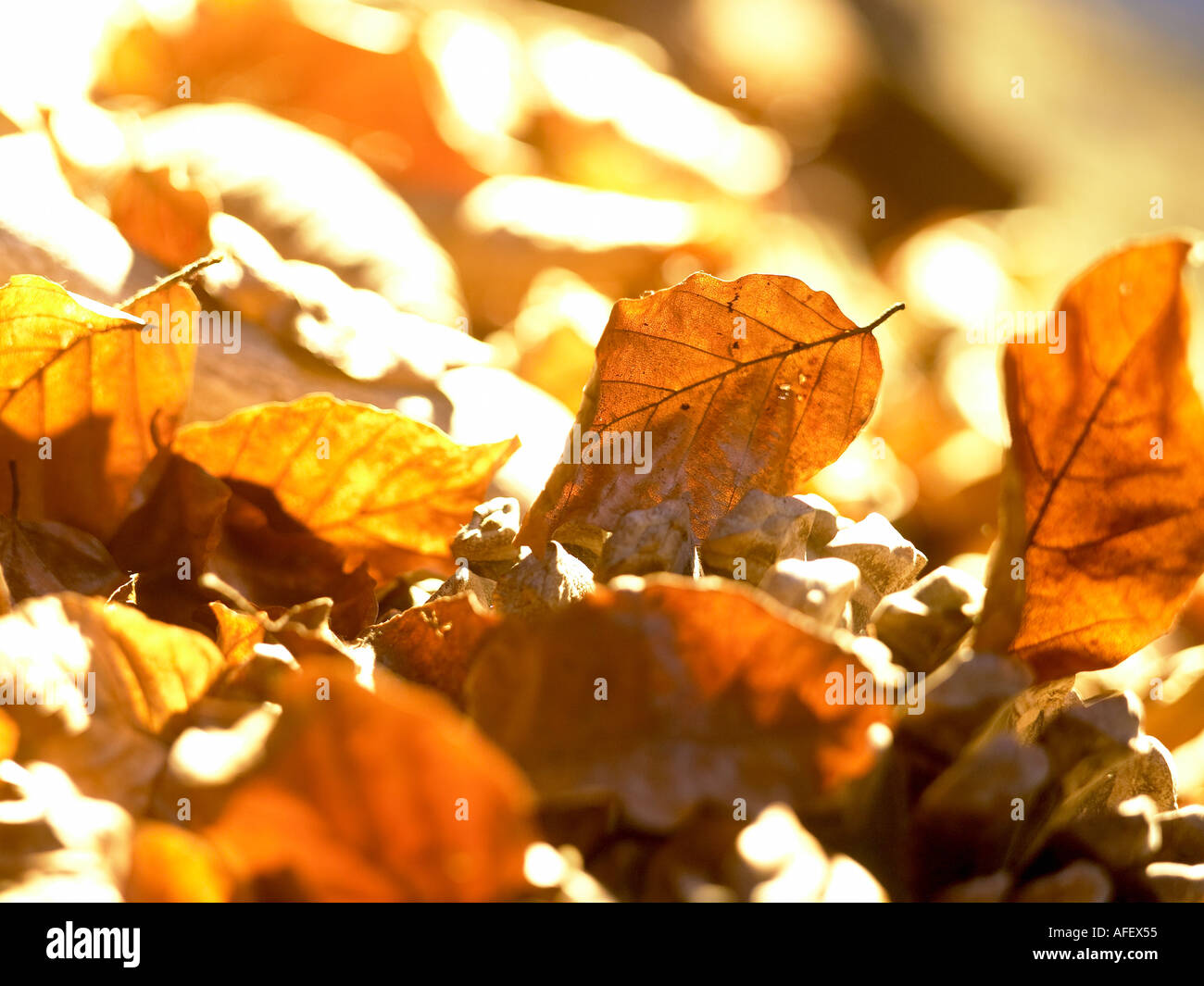 Rustle of leaves hi-res stock photography and images - Alamy