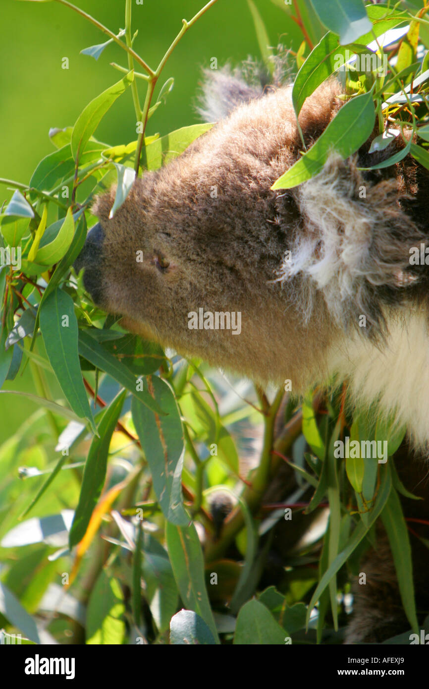 An Australian Koala Stock Photo - Alamy