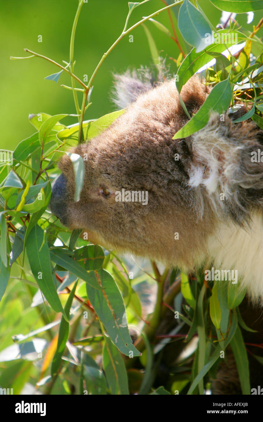An Australian Koala Stock Photo - Alamy