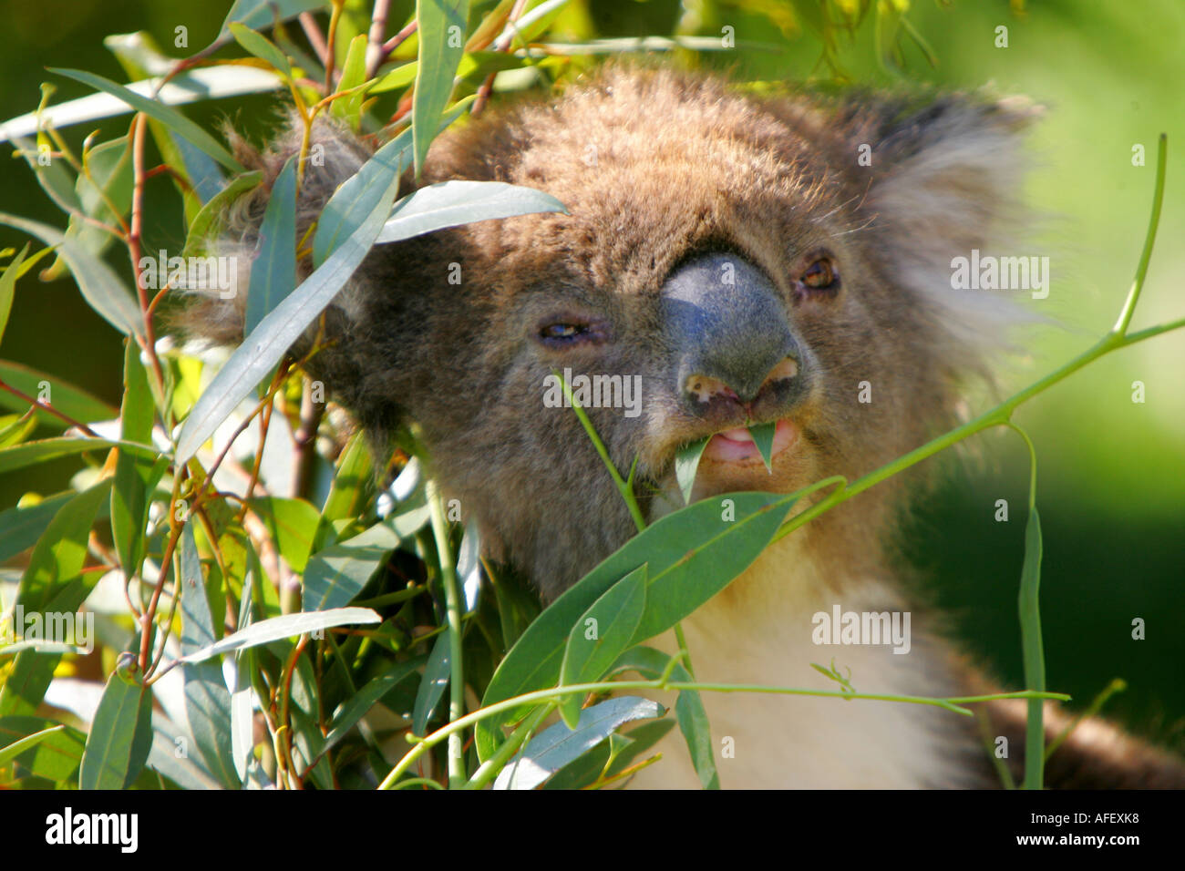 An Australian Koala Stock Photo - Alamy