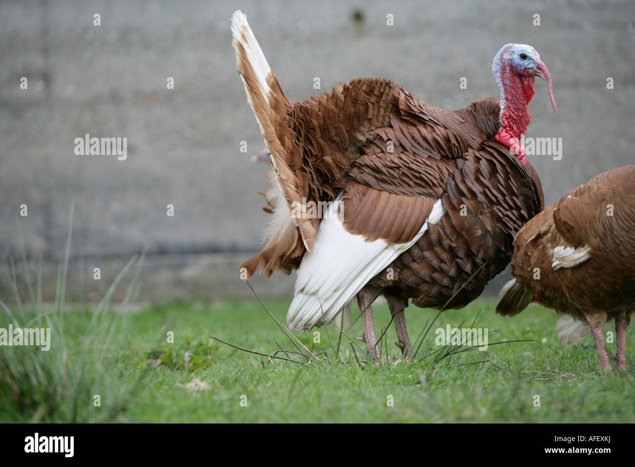 SCOTTISH ISLAND ISLAY Turkey Stock Photo - Alamy