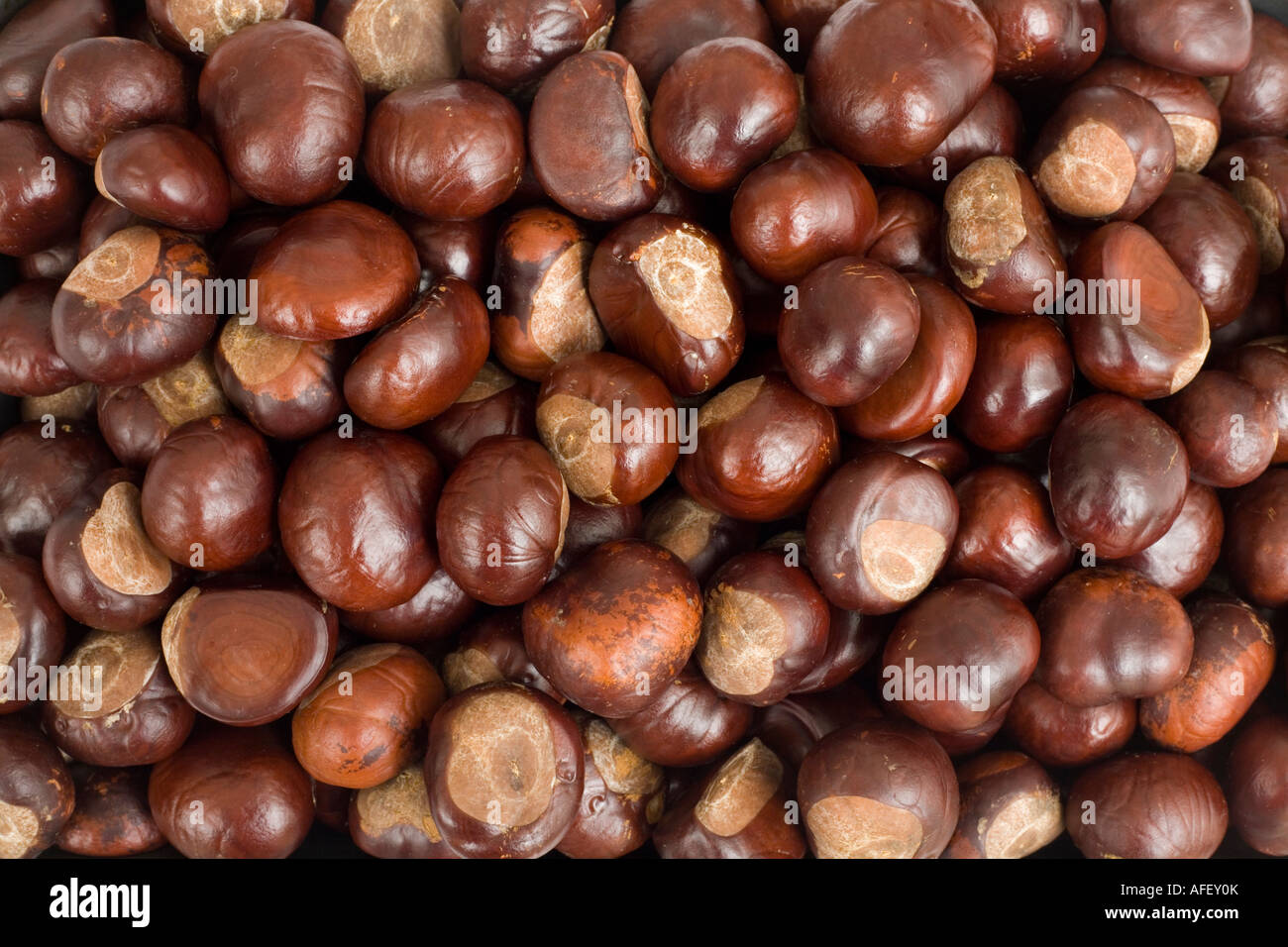 Conker pile hi-res stock photography and images - Alamy
