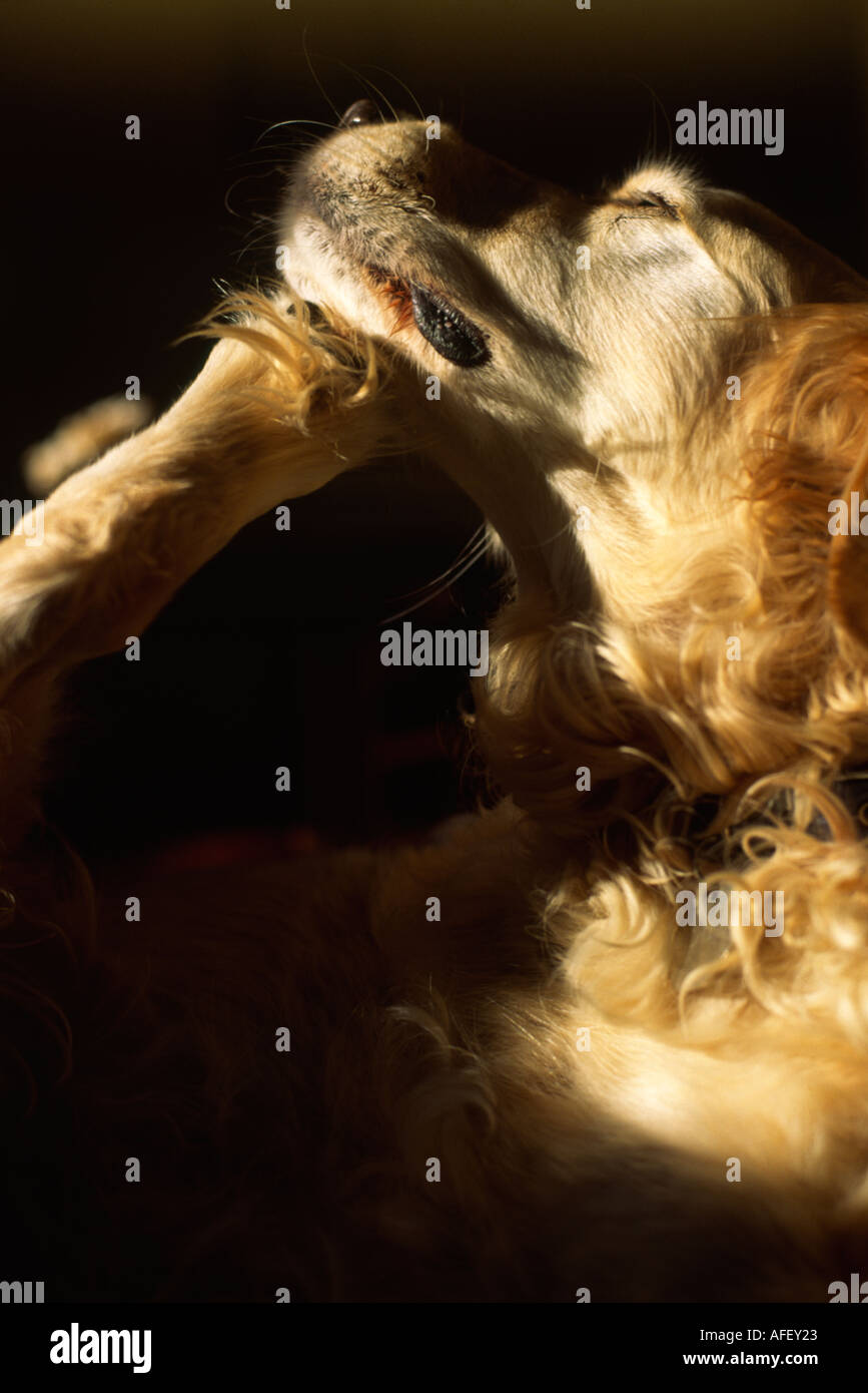 Golden retriever having a scratch Stock Photo - Alamy
