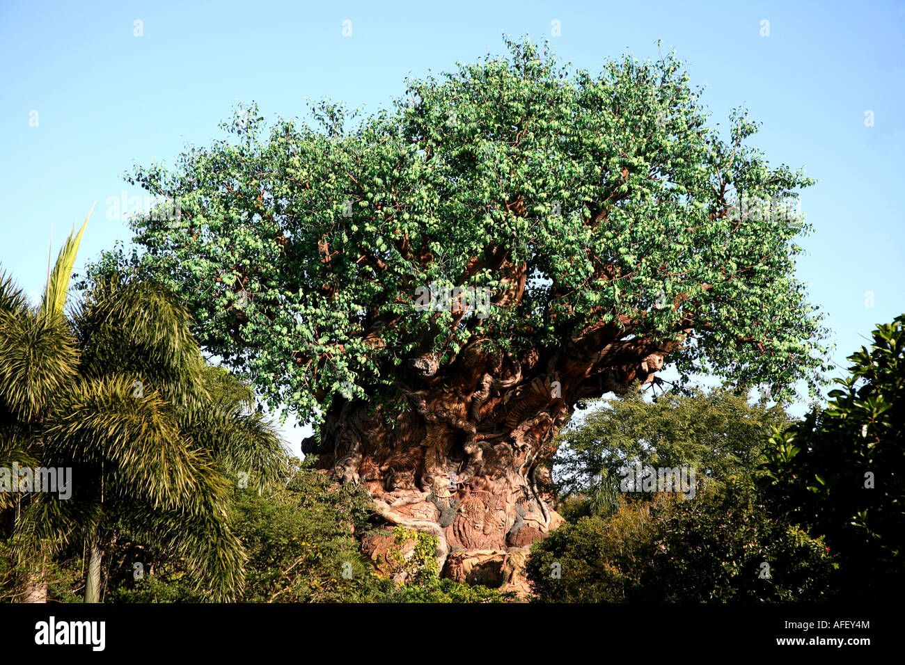 Disney tree of life hi-res stock photography and images - Alamy