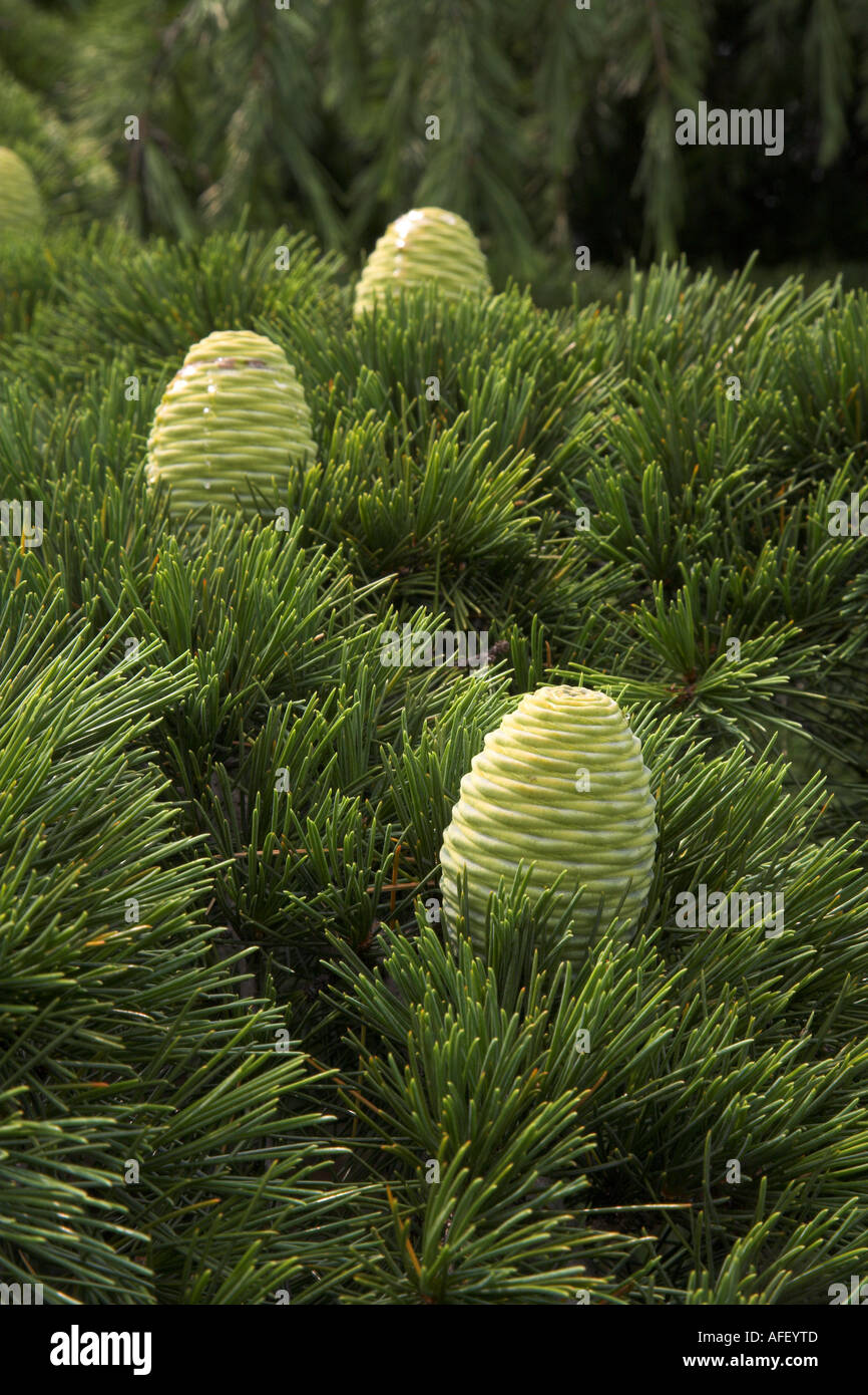 Cedrus deodara tree hi-res stock photography and images - Alamy