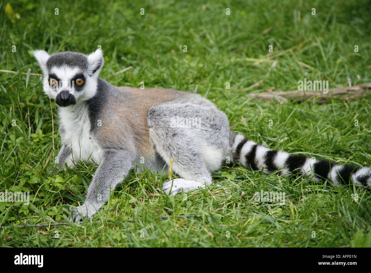 Ring tailed Lemur Stock Photo - Alamy