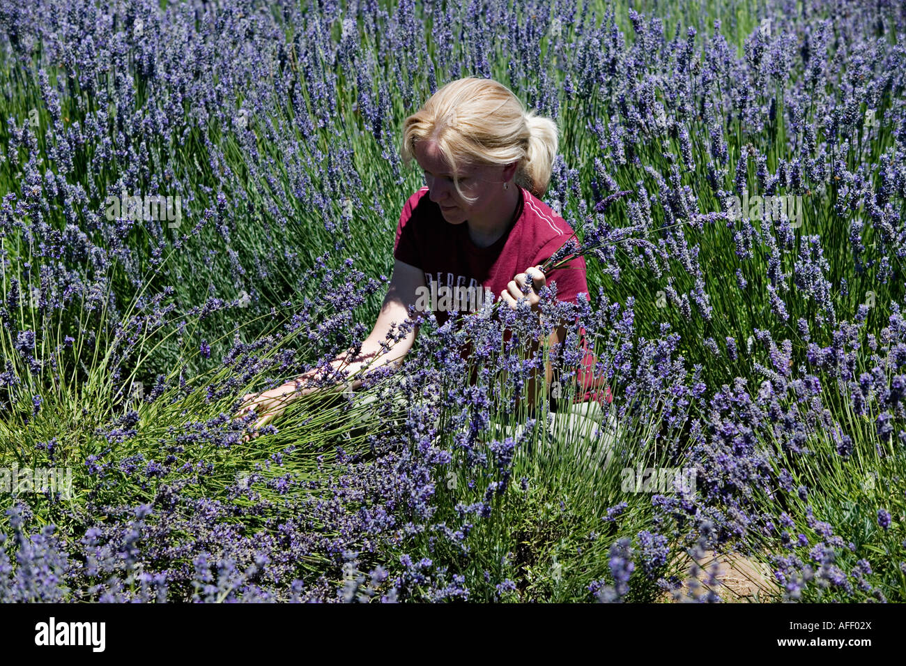 Woman picking lavender on lavender farm Stock Photo - Alamy