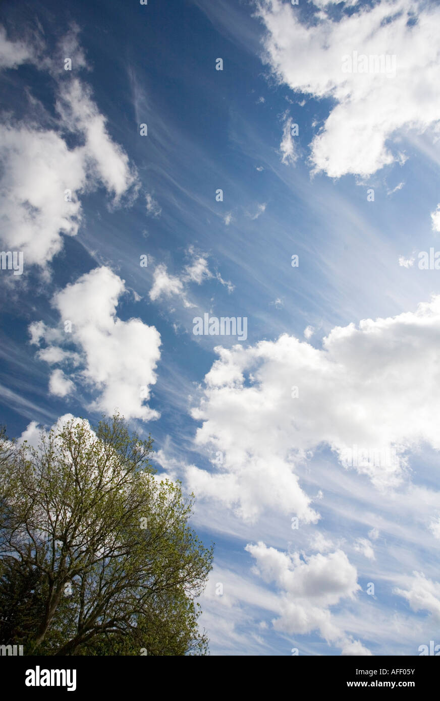 Tree tops against a blue sky with clouds Stock Photo - Alamy