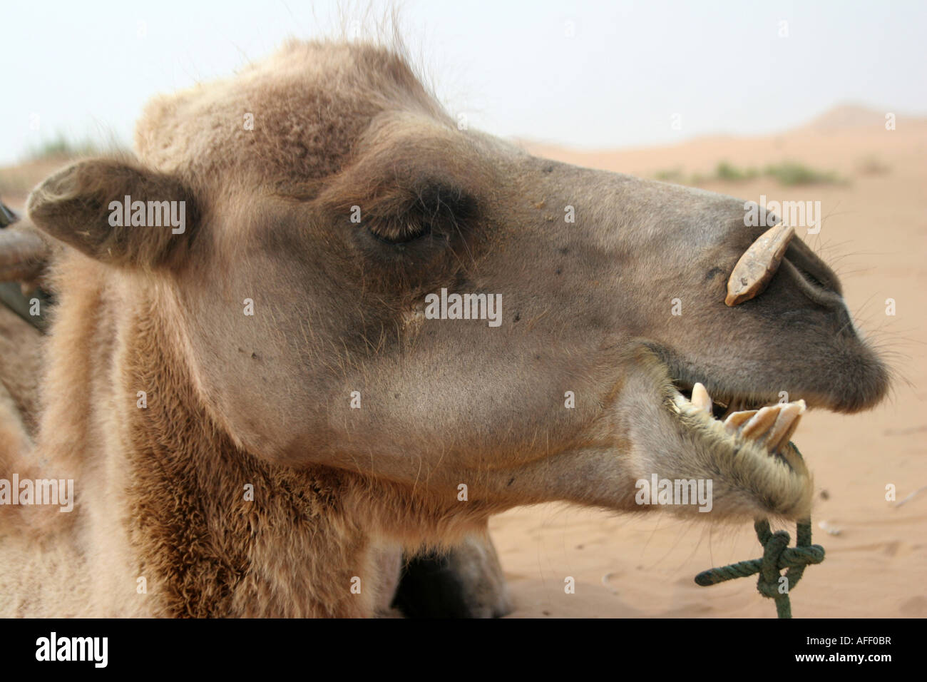 Asiatic camel hi-res stock photography and images - Alamy