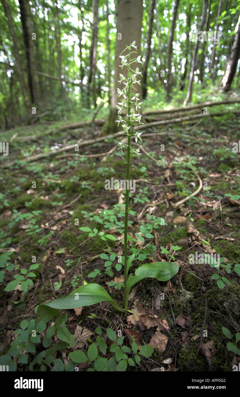 Two wood white butterfly hi-res stock photography and images - Alamy