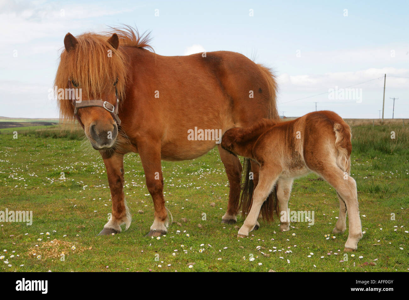 Old Pony High Resolution Stock Photography and Images - Alamy