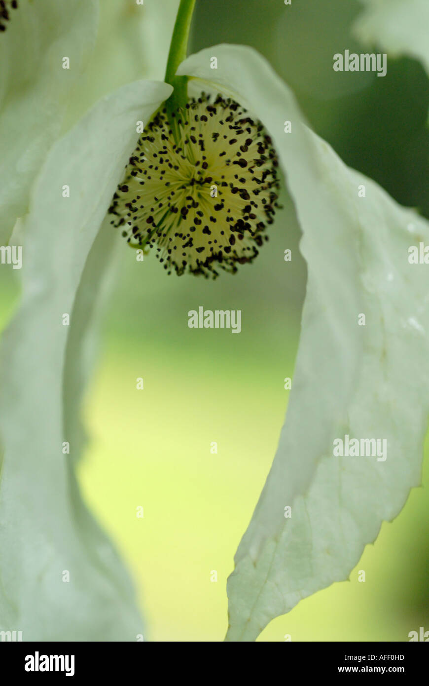 Handkerchief Tree Leaves Stock Photo - Alamy