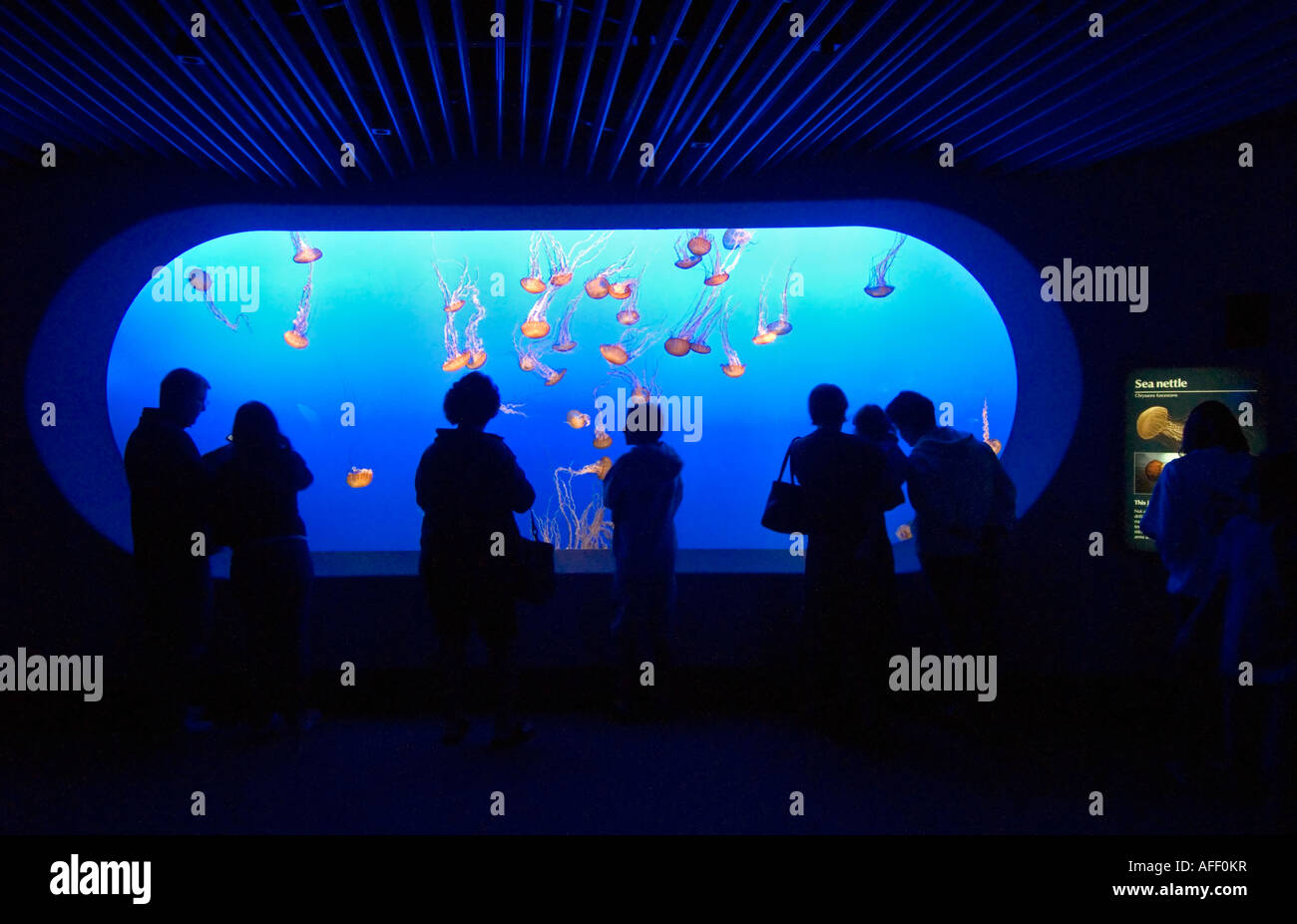 California Monterey Bay Aquarium jellyfish exhibit Sea Nettles ...